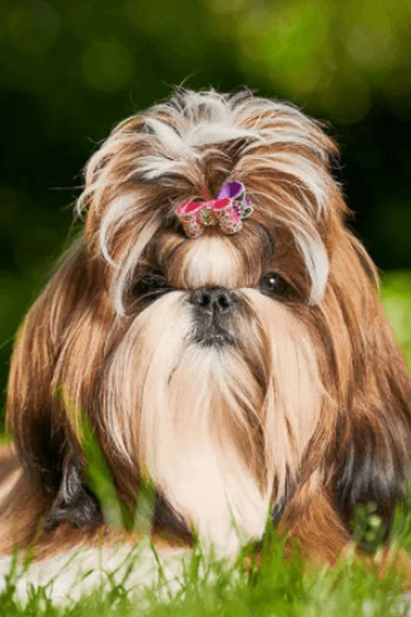Shih Tzu Videos | Shih Tzu Time